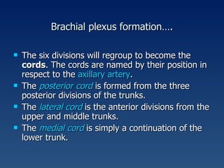 Muscles of Upper Extremities | PPT