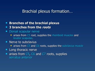 Muscles of Upper Extremities | PPT