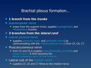 Muscles of Upper Extremities | PPT