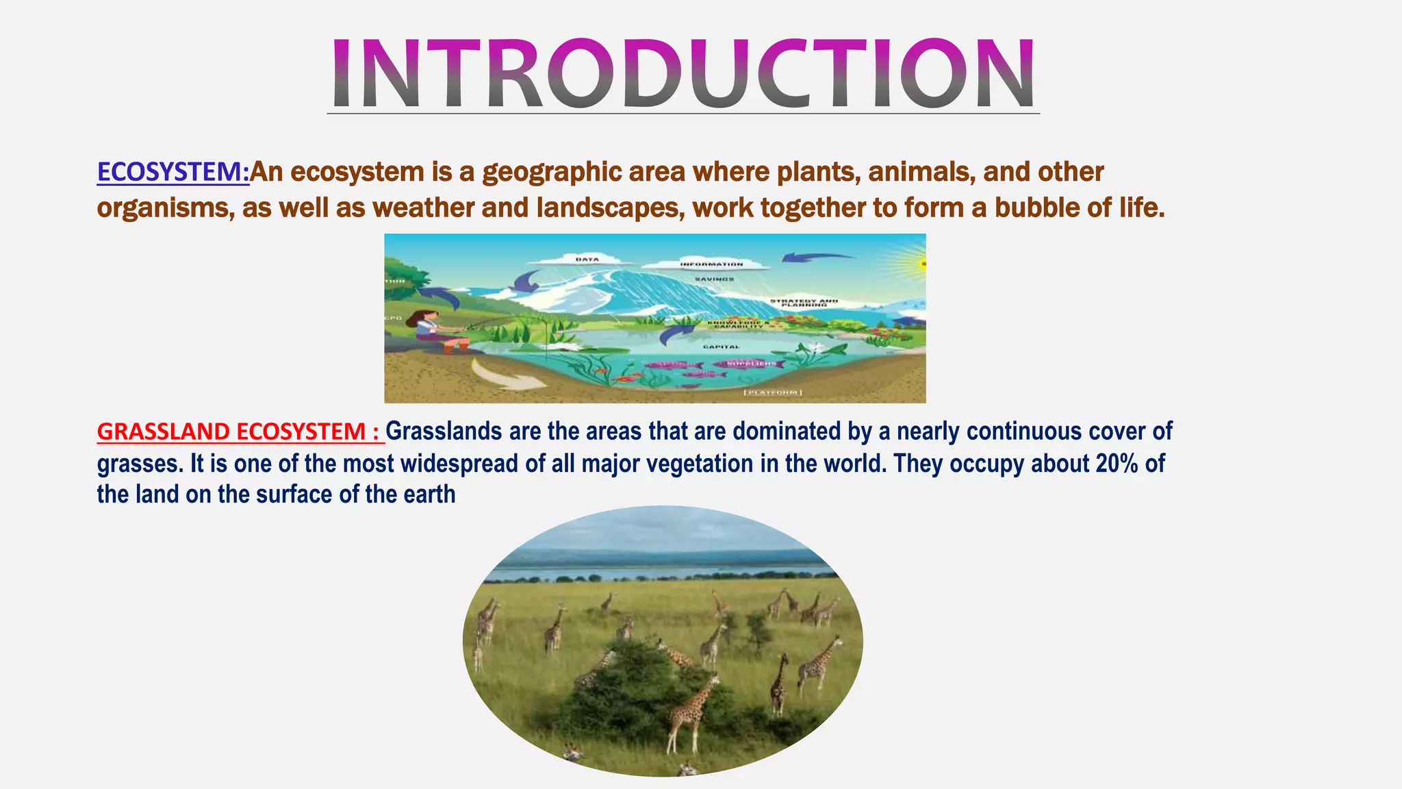 1660926386631_GRASSLAND.pptx