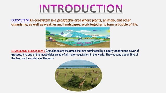 1660926386631_GRASSLAND.pptx