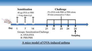 Animal model of Anti-asthmatic drug | PPTX