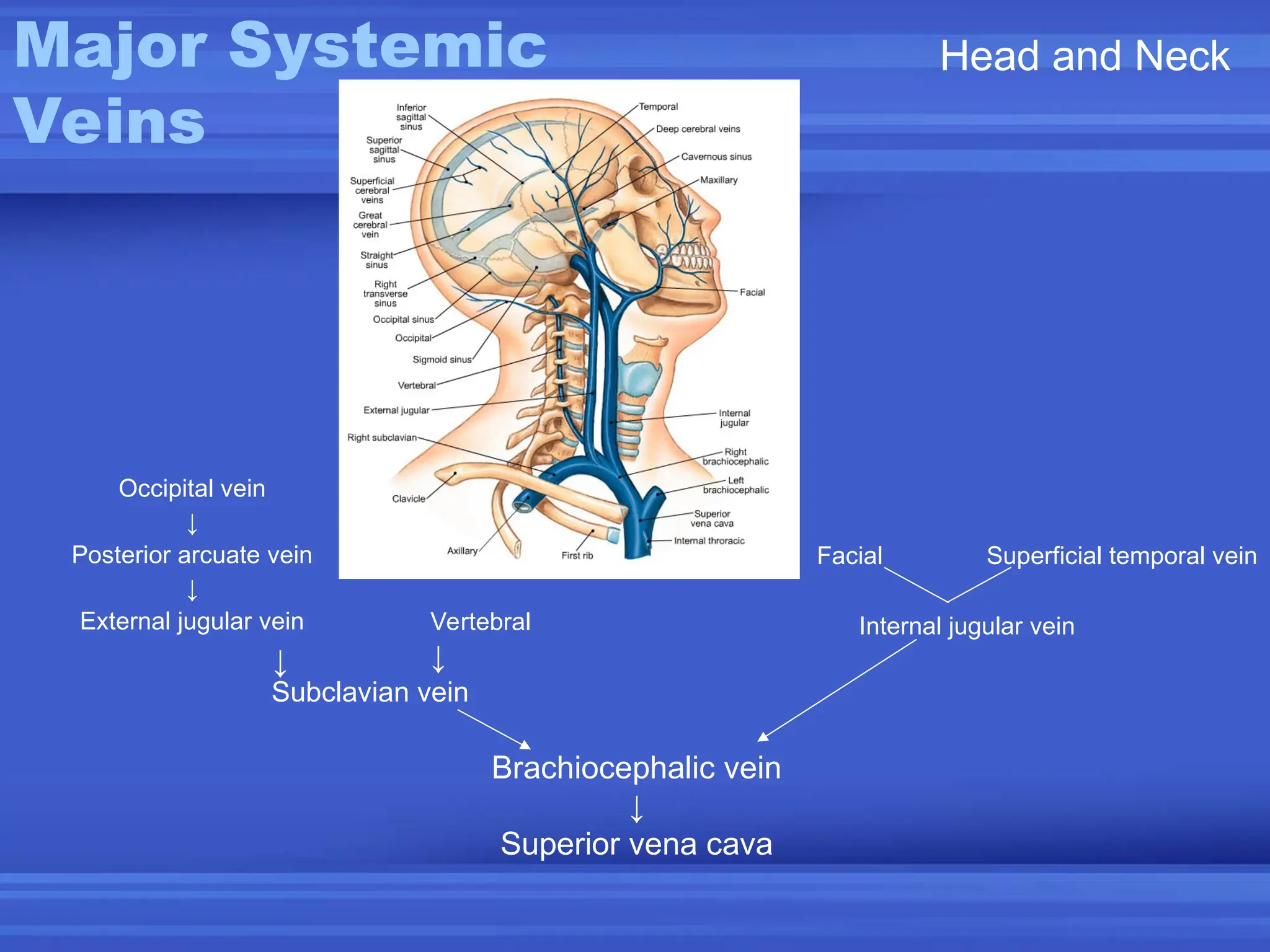 systemic and venous pulmonary circulation .ppt