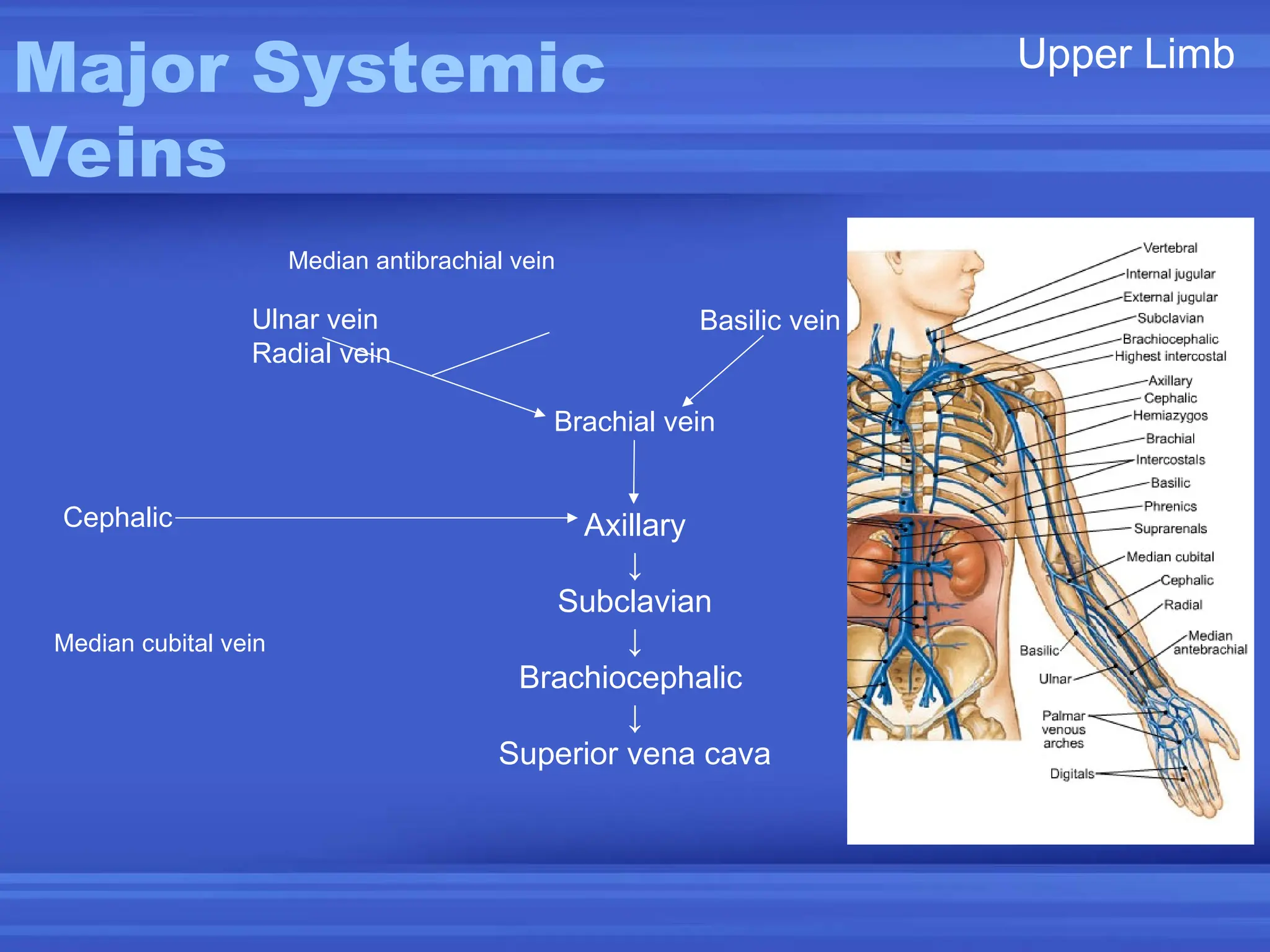 systemic and venous pulmonary circulation .ppt