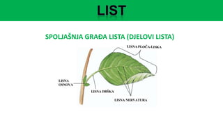 Biljke.pptx