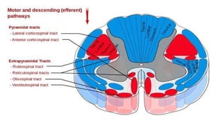 cns tracts and tracts of cns and functions | PPT