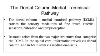 cns tracts and tracts of cns and functions | PPT