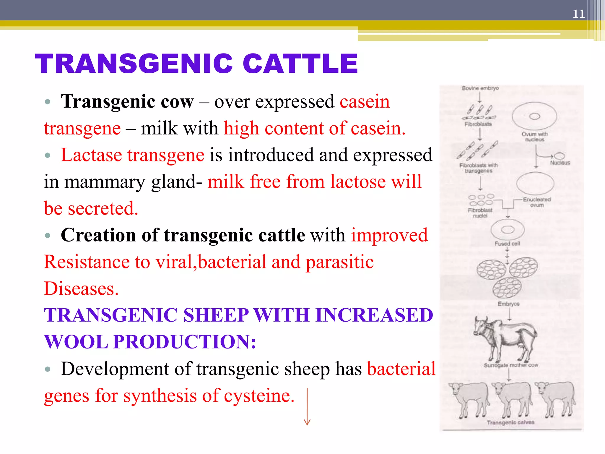 TRANSGENIC ANIMALS AND ITS APPLICATION | PPTX