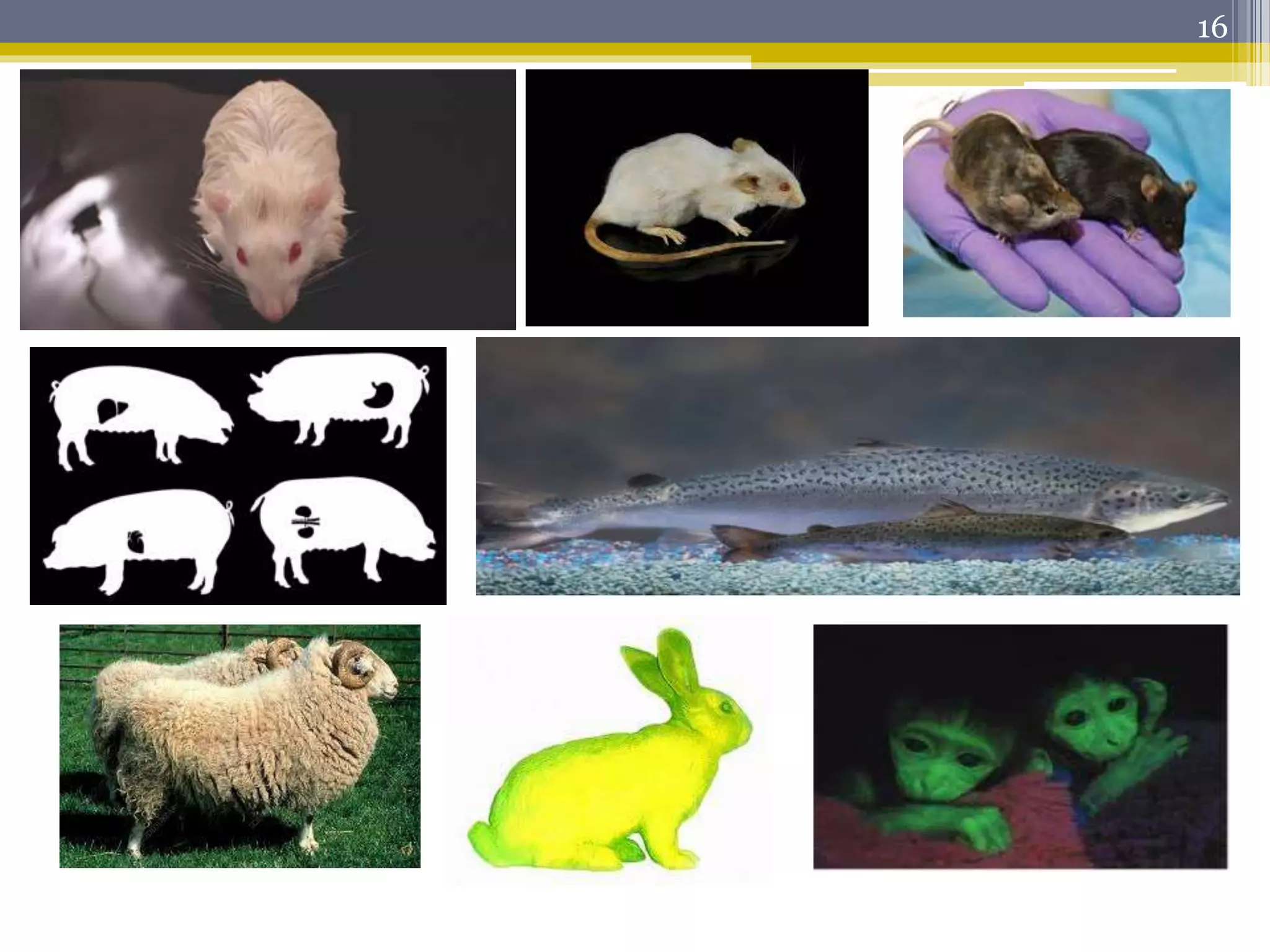 TRANSGENIC ANIMALS AND ITS APPLICATION | PPTX