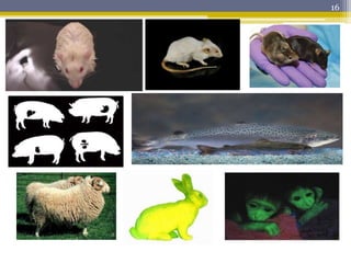 TRANSGENIC ANIMALS AND ITS APPLICATION | PPTX
