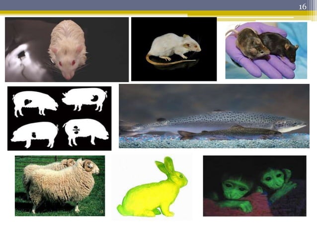TRANSGENIC ANIMALS AND ITS APPLICATION | PPTX