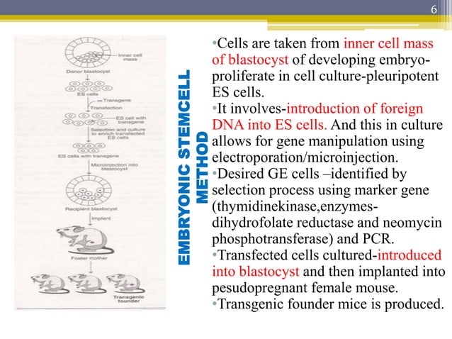 TRANSGENIC ANIMALS AND ITS APPLICATION | PPTX