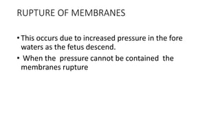 1671682284934_PHYSIOLOGY OF FIRST STAGE OF LABOUR.pptx