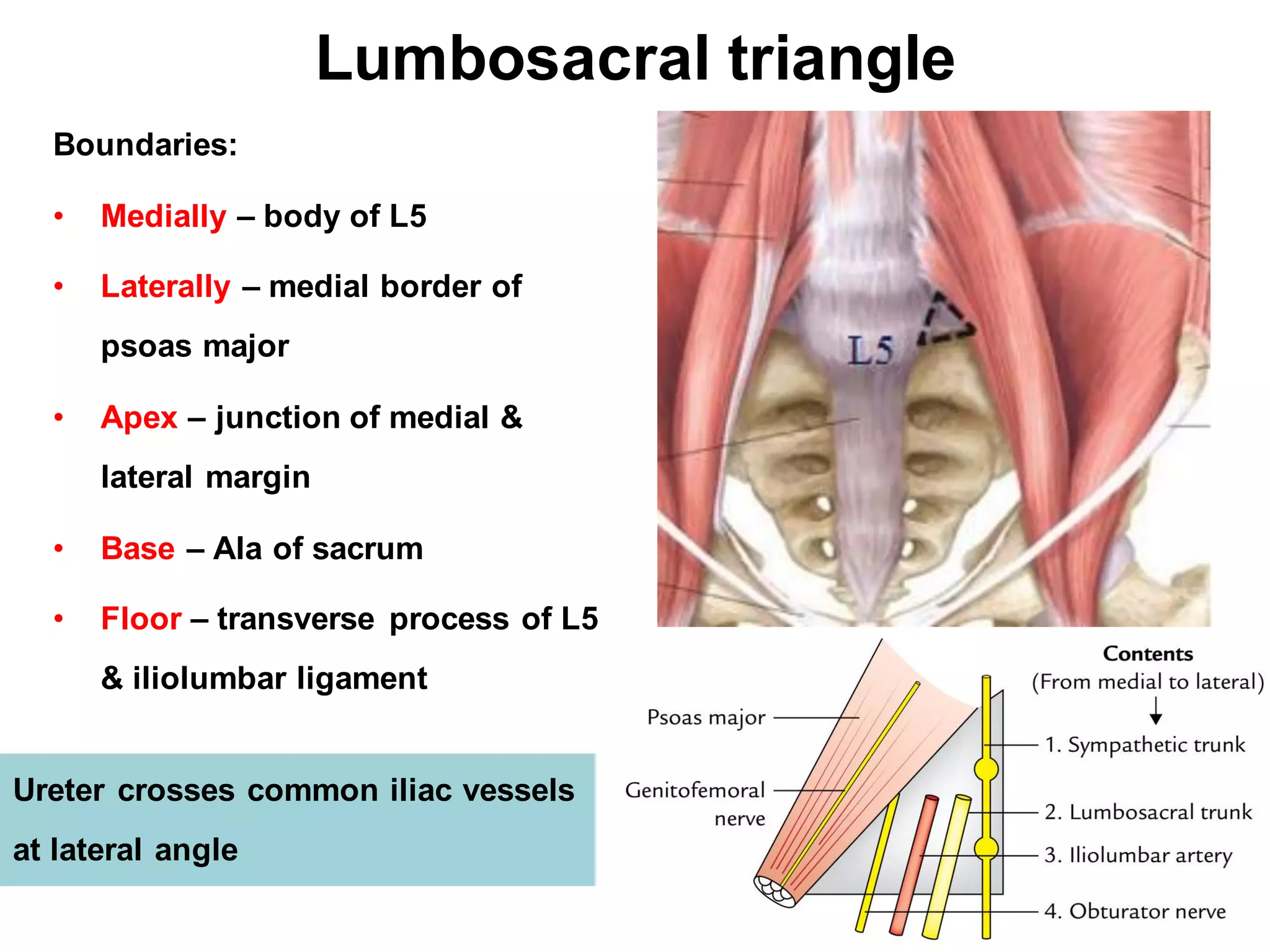 posterior abdominal wall.pdf