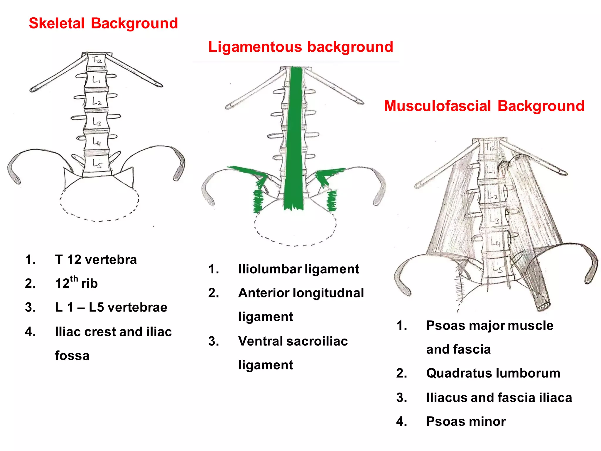 posterior abdominal wall.pdf