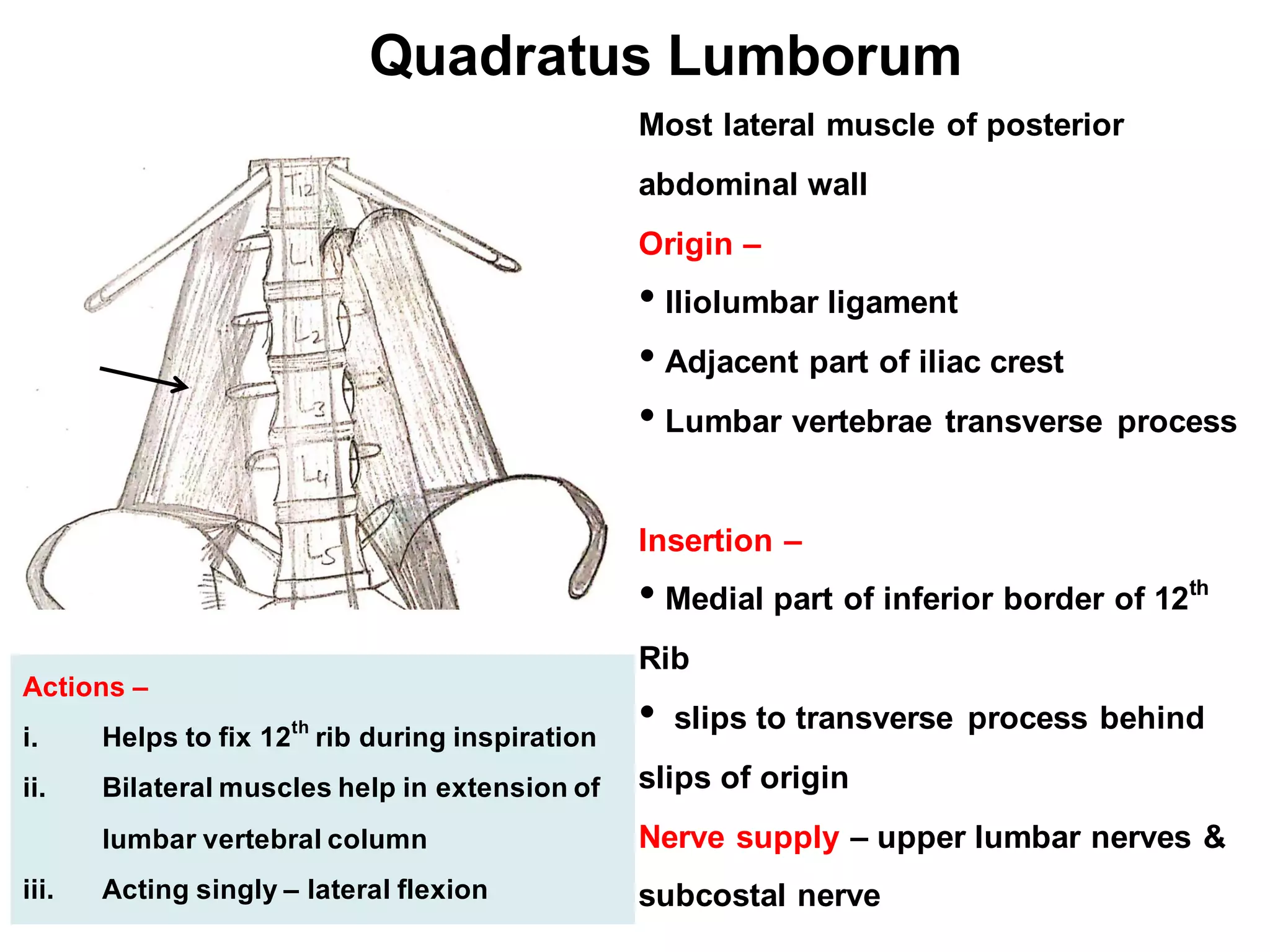 posterior abdominal wall.pdf