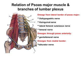 posterior abdominal wall.pdf