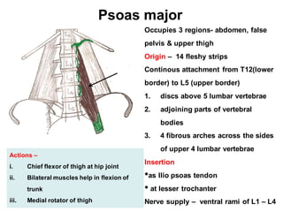 posterior abdominal wall.pdf