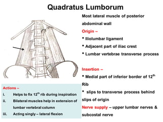 posterior abdominal wall.pdf