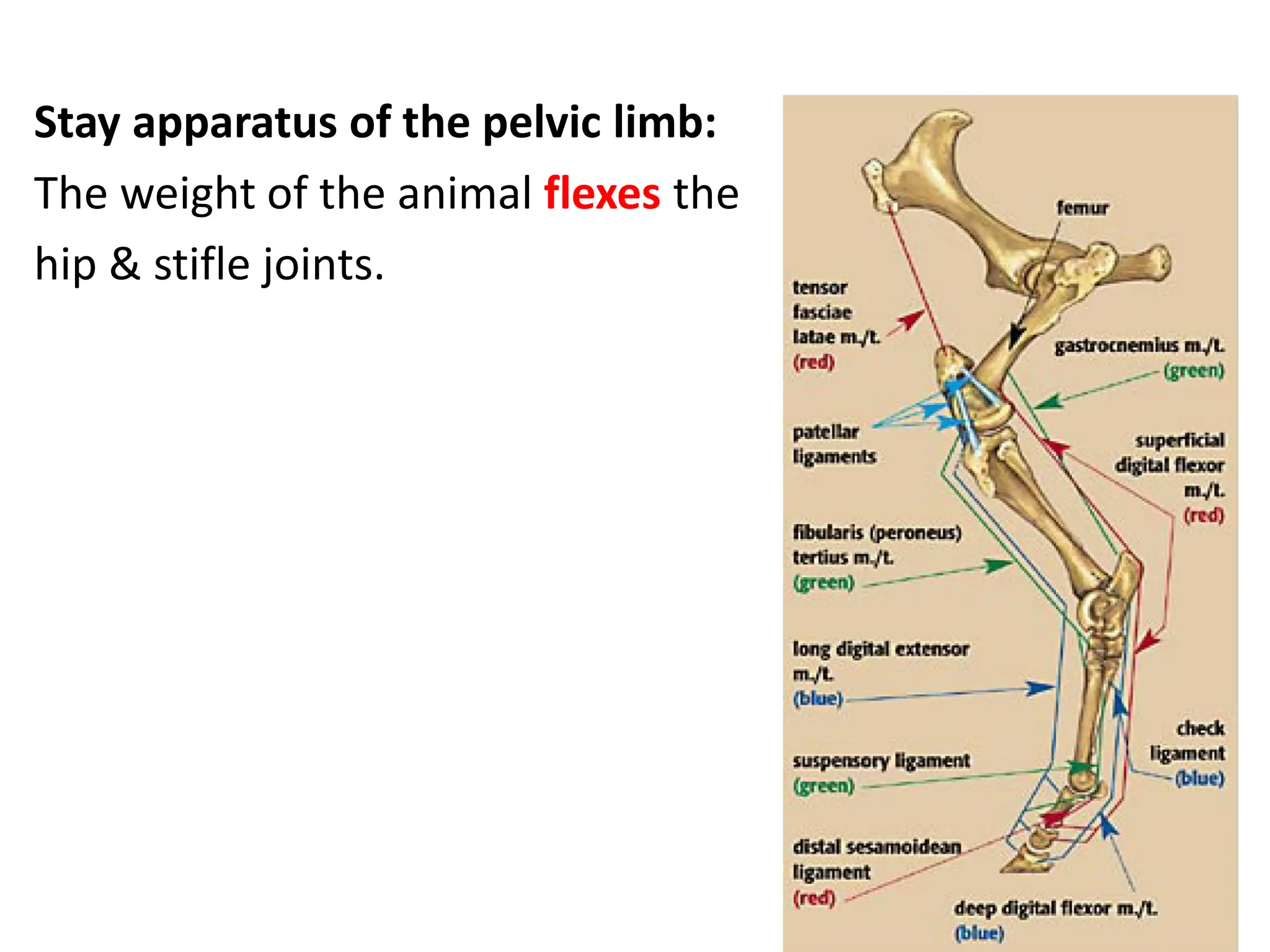Anatomy Stay apparates of the pelvic limb | PDF