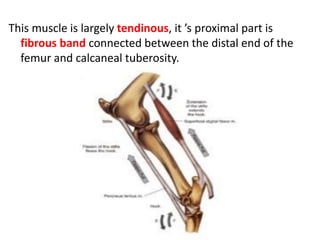 Anatomy Stay apparates of the pelvic limb | PDF