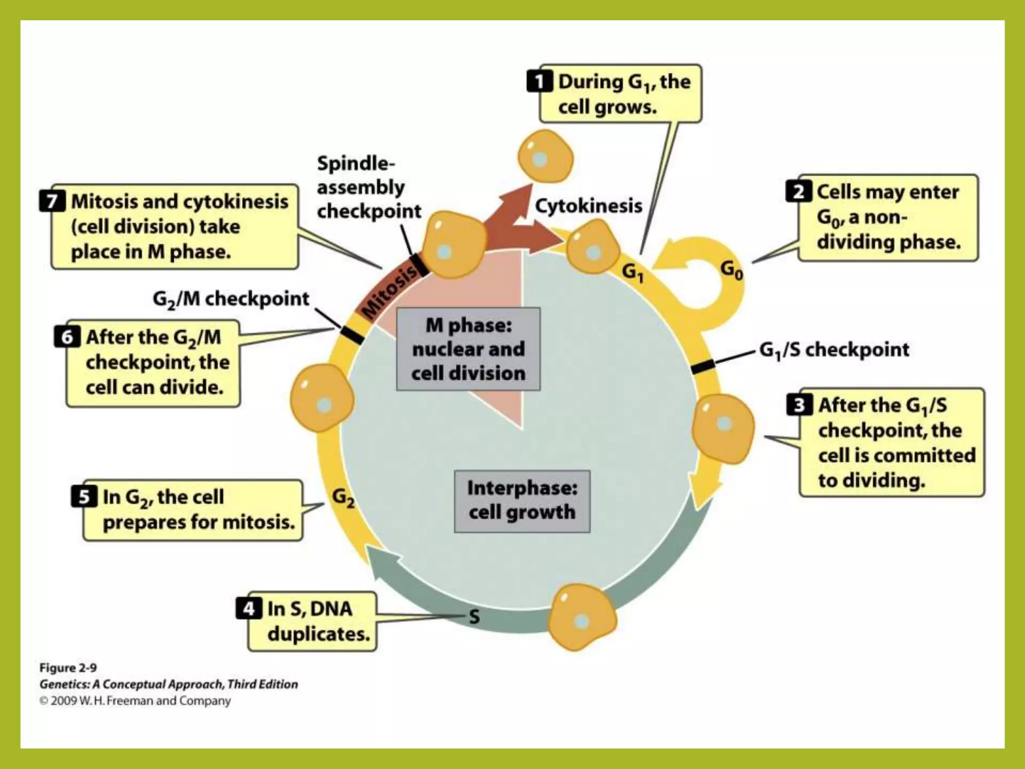 Cell cycle.ppt