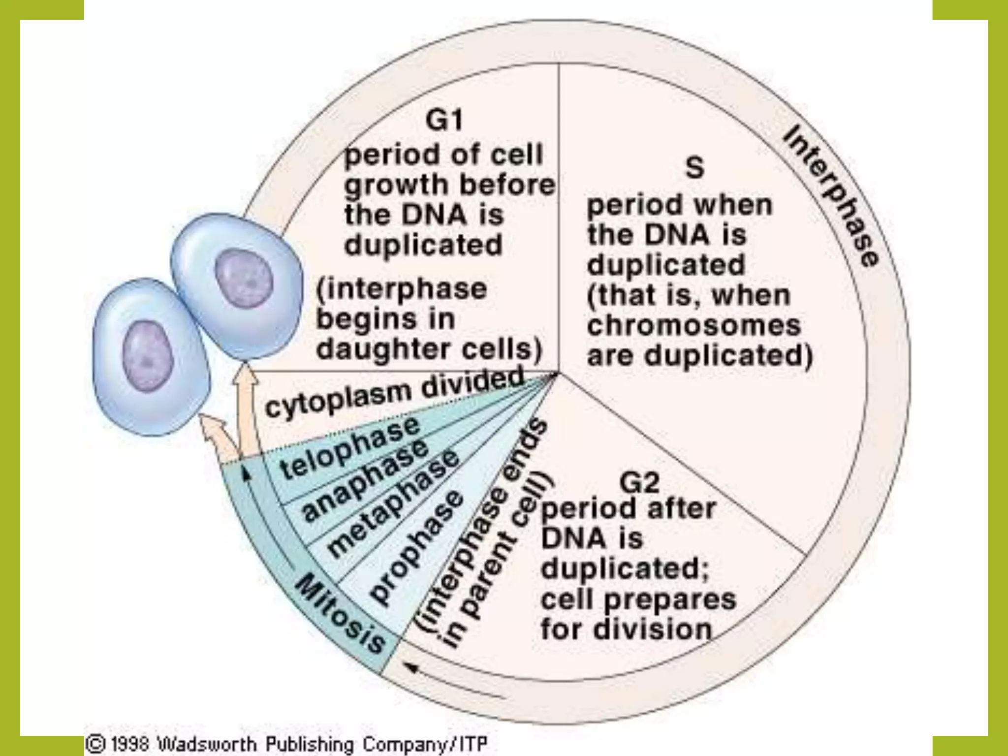 Cell cycle.ppt