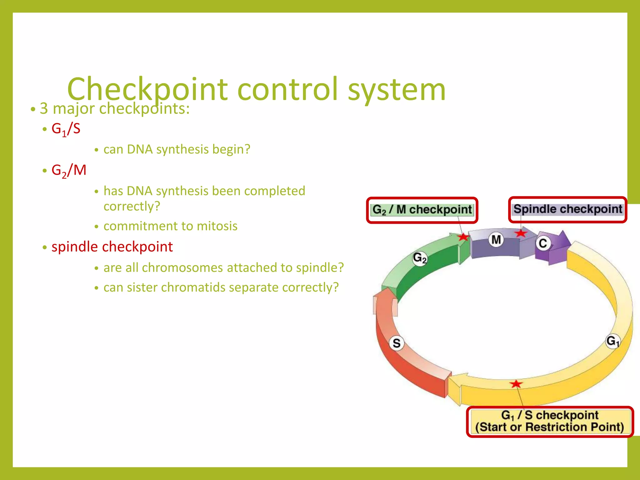 Cell cycle.ppt