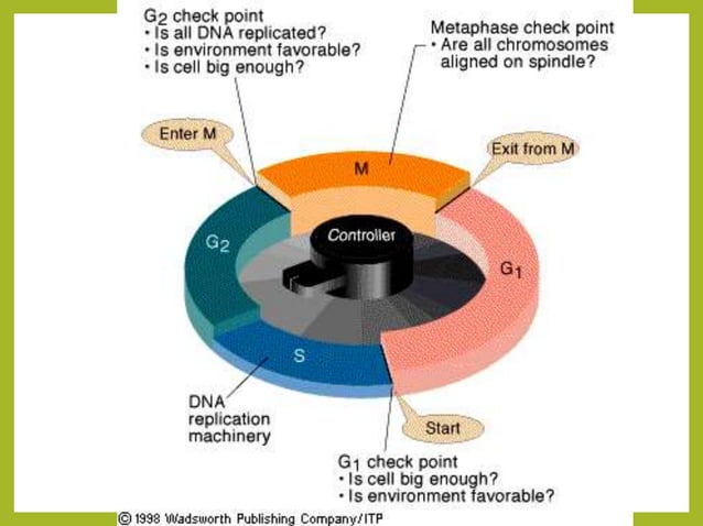 Cell cycle.ppt