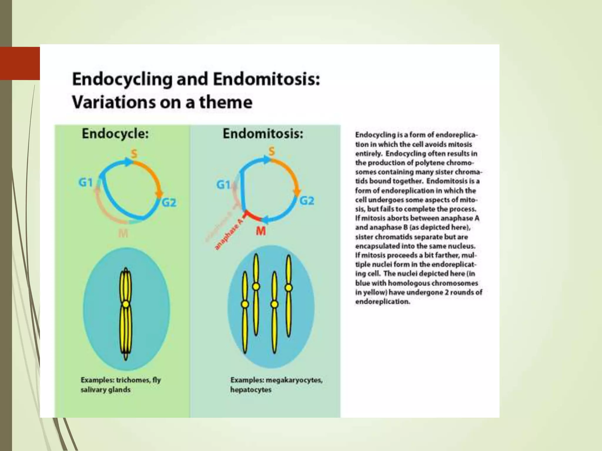 endoduplication and chimera.ppt