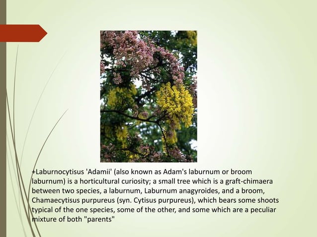 endoduplication and chimera.ppt | Biological Sciences | Science