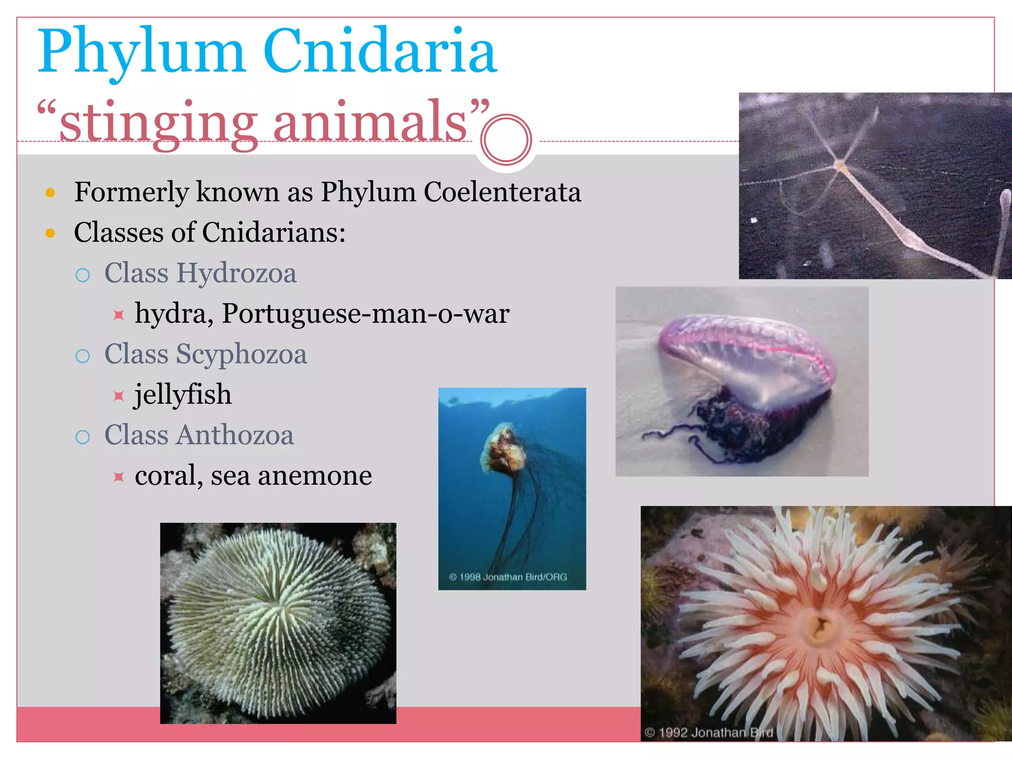 Cnidaria. ppt | PPT