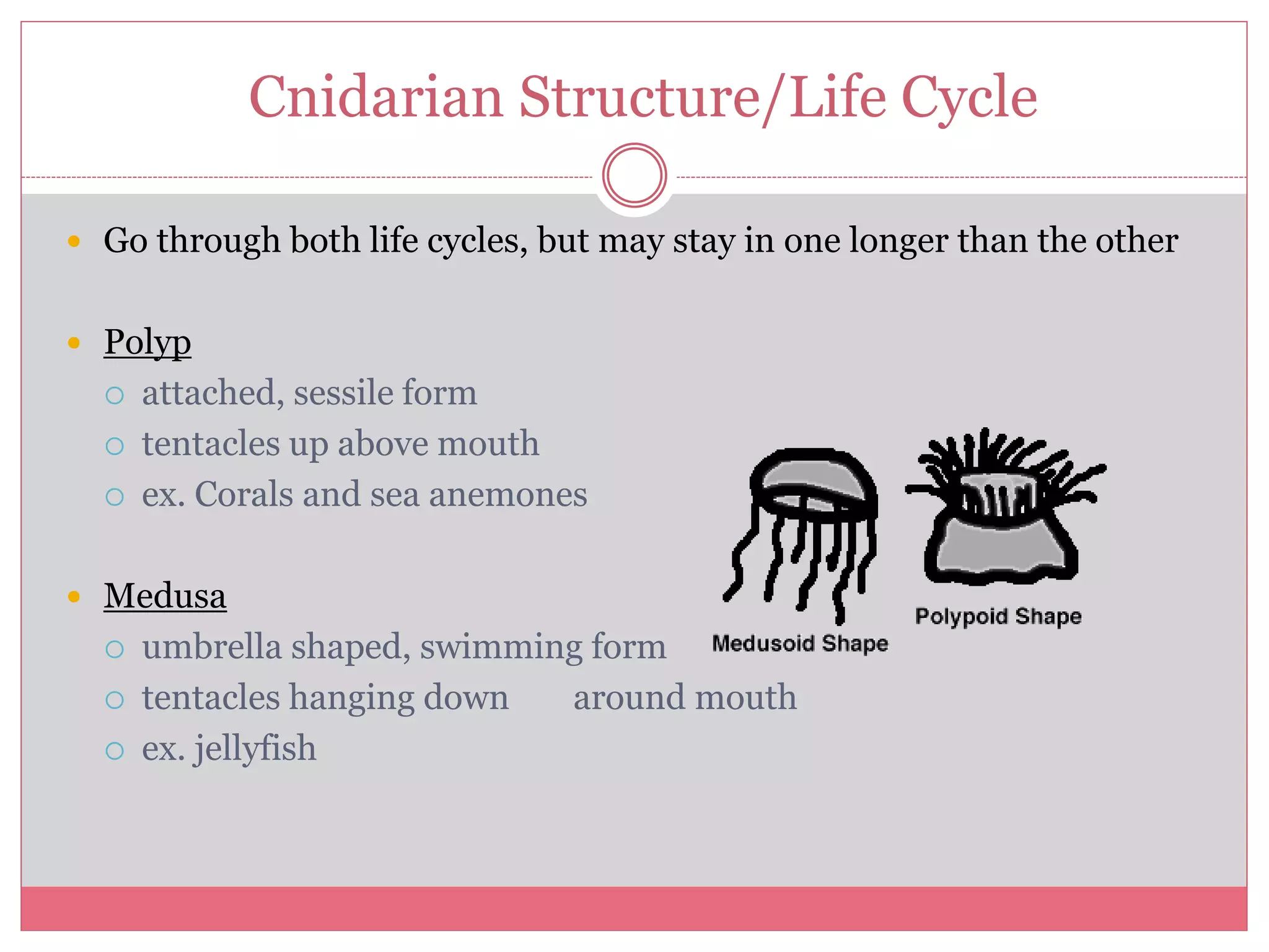 Cnidaria. ppt | PPT