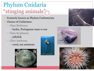 Cnidaria. ppt | PPT