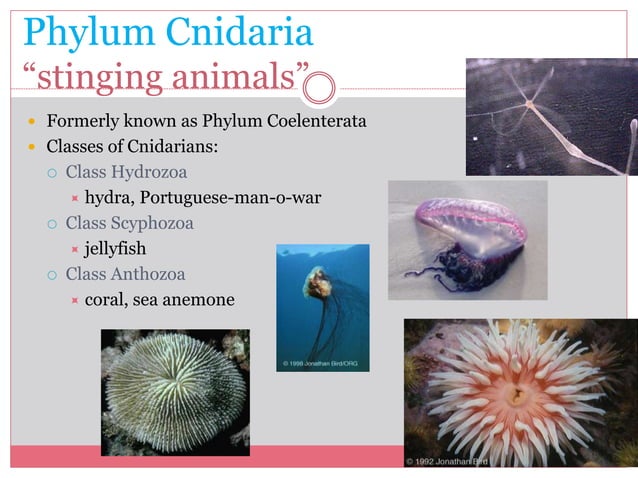 Cnidaria. ppt | PPT