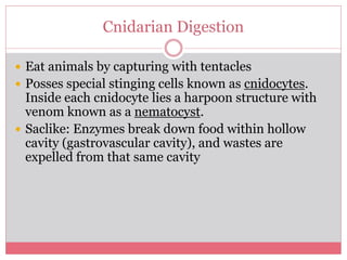 Cnidaria. ppt | PPT