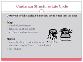 Cnidaria. ppt | PPT