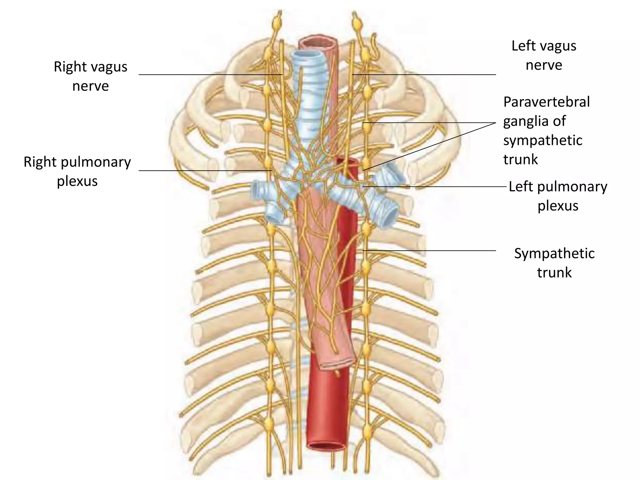 Nerve supply of the lungs | PPTX