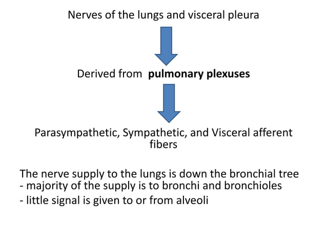 Nerve supply of the lungs | PPTX
