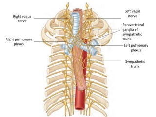 Nerve supply of the lungs | PPTX