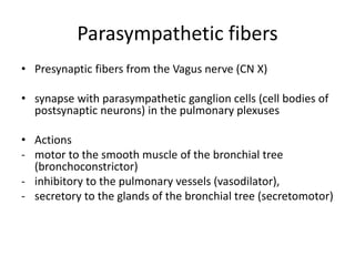 Nerve supply of the lungs | PPTX