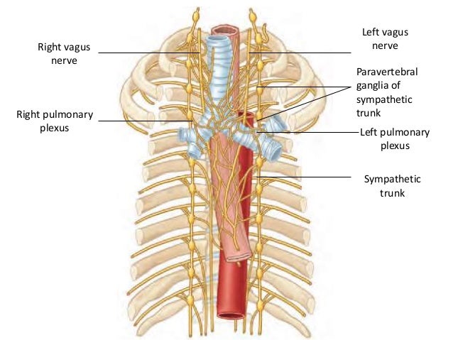 Nerve Supply To The Lungs Anterior And Posterior Pulm - vrogue.co