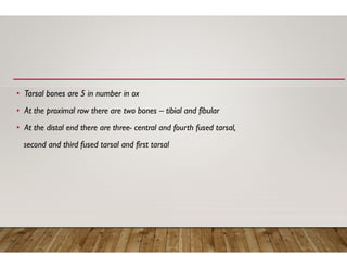 Tibia of the animals cow, horse and dog book | PDF