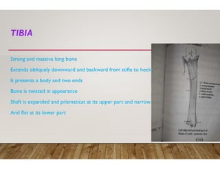 Tibia of the animals cow, horse and dog book | PDF