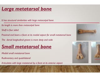 Tibia of the animals cow, horse and dog book | PDF