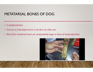 Tibia of the animals cow, horse and dog book | PDF