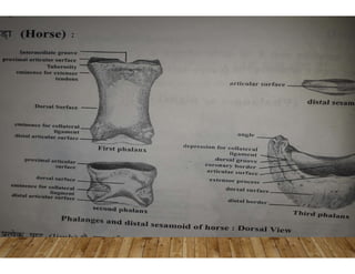 Tibia of the animals cow, horse and dog book | PDF