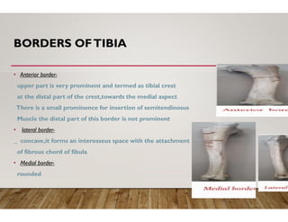 Tibia of the animals cow, horse and dog book | PDF