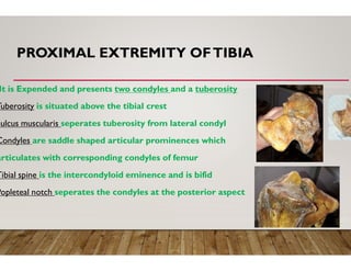 Tibia of the animals cow, horse and dog book | PDF