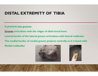 Tibia of the animals cow, horse and dog book | PDF